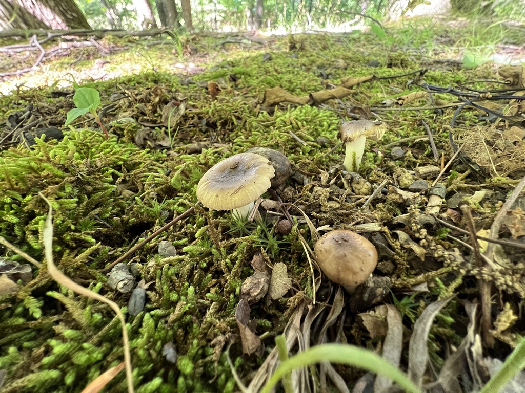 Russula pectinatoides from Albert Johnson Rd, Nashville, IN, US on May ...
