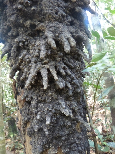 Silvestritermes heyeri · iNaturalist