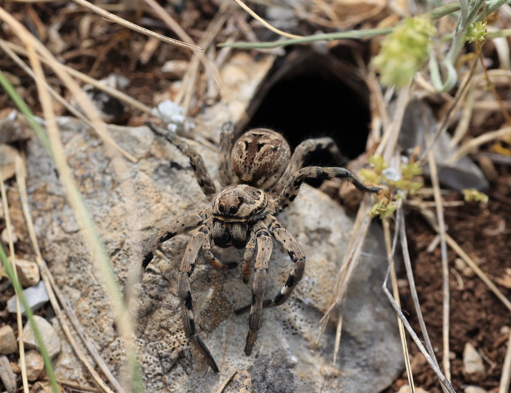 tarantula wolf spider from 26510 Saint-May, France on May 27, 2022 at ...