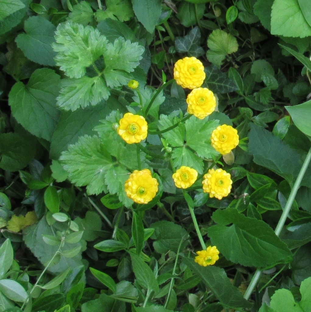 Persian Buttercup from King East, Kitchener, ON, Canada on May 30, 2022 ...