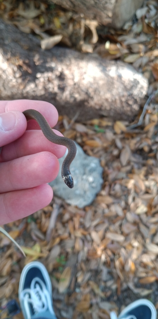 Gimkit - live learning game show