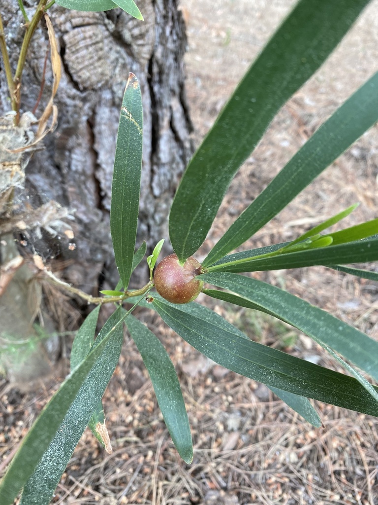 Longleaf Wattle Gall Wasp from Lagoas de Santo André e da Sancha, Vila ...