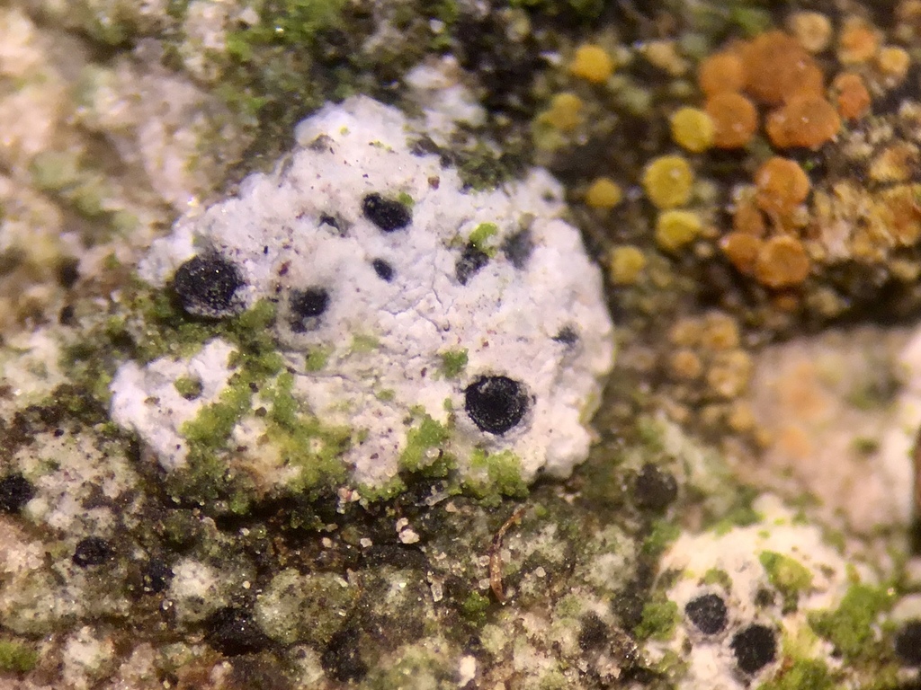Buellia venusta (Lichens and Lichenized Fungi of Velka Fatra) · iNaturalist