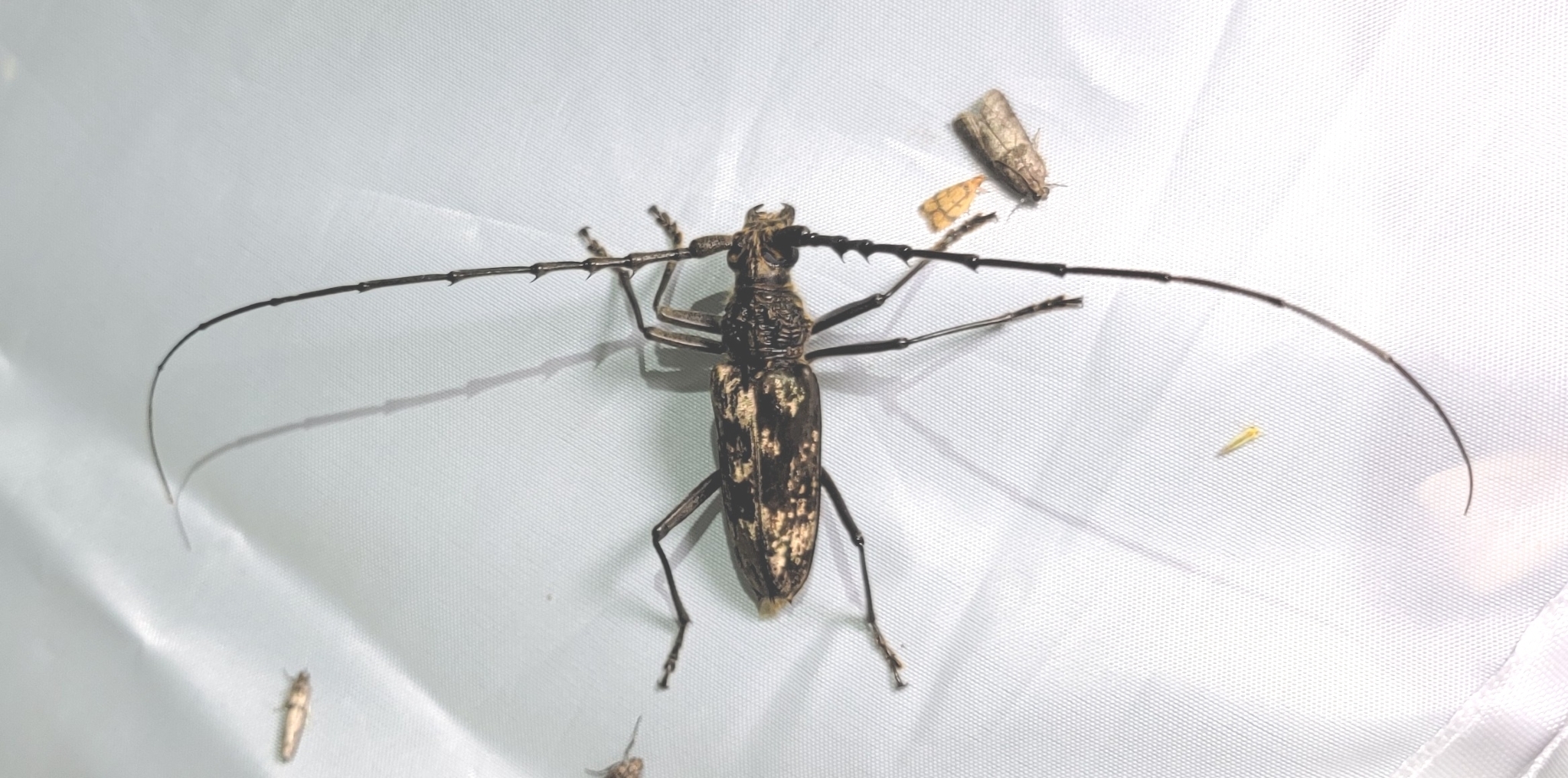 Trirachys Hope, 1843