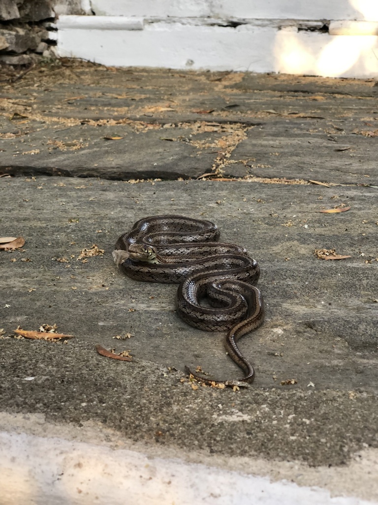 European Ratsnake from Tinos, Loutra, Cyclades, GR on May 31, 2022 at ...