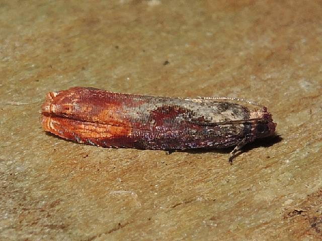 Maple Tip Borer Moth in May 2022 by privatenoaccess · iNaturalist