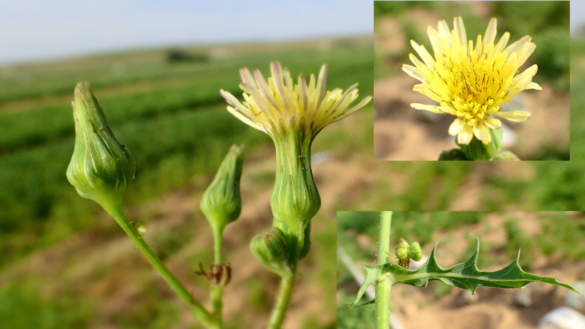 Sonchus brachyotus DC.