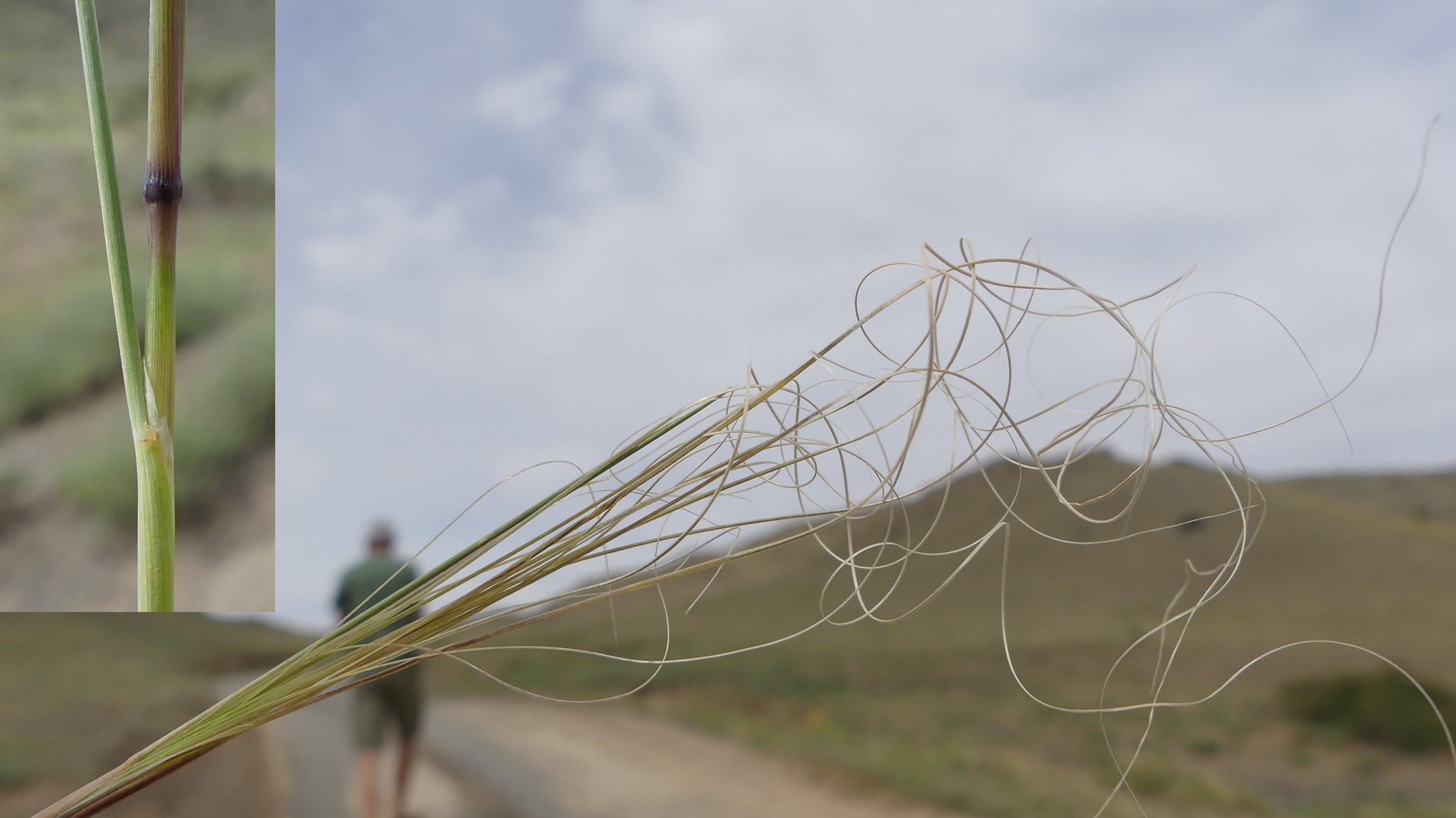 Stipa baicalensis Roshev.