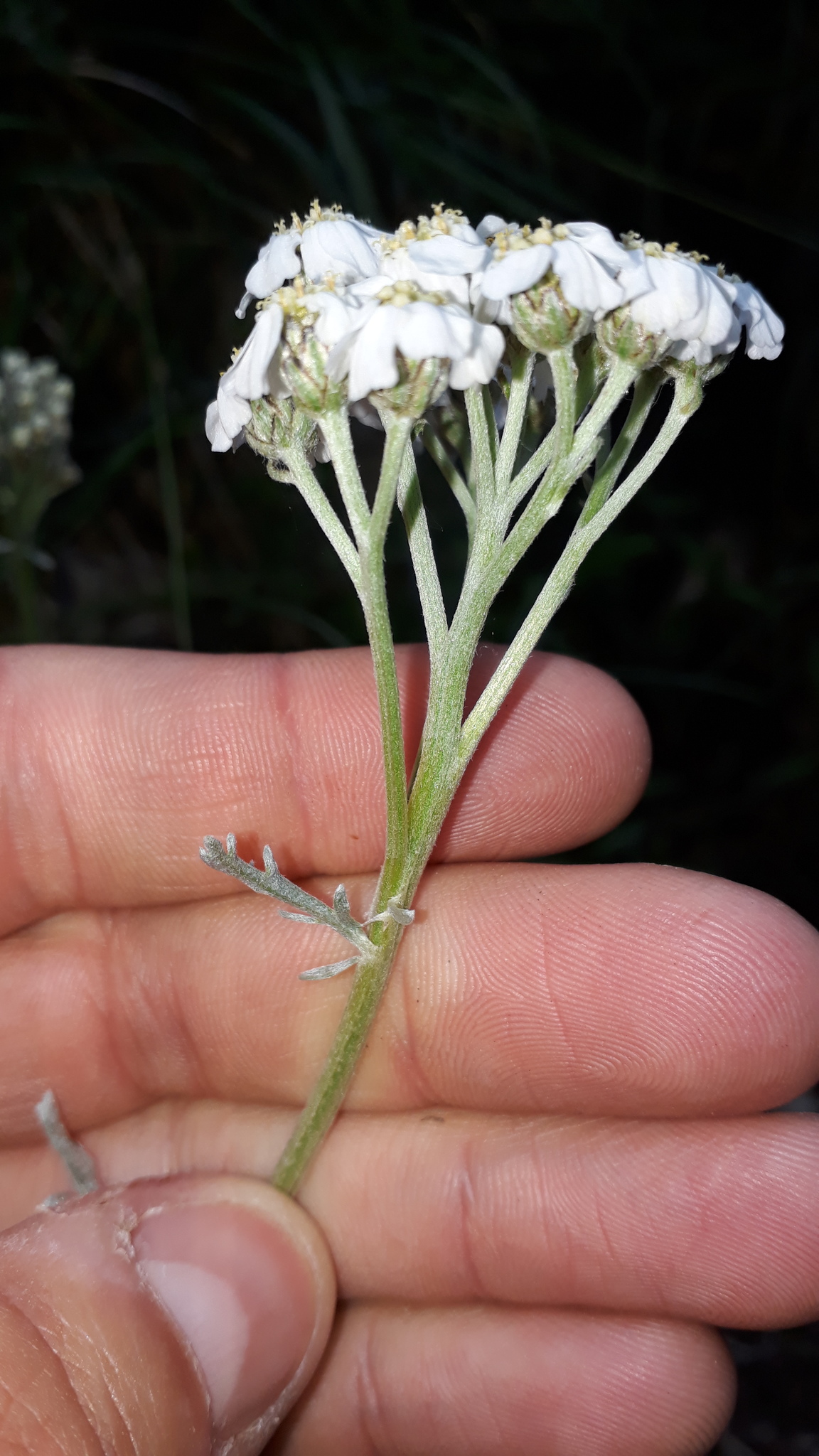 Achillea clavennae L.
