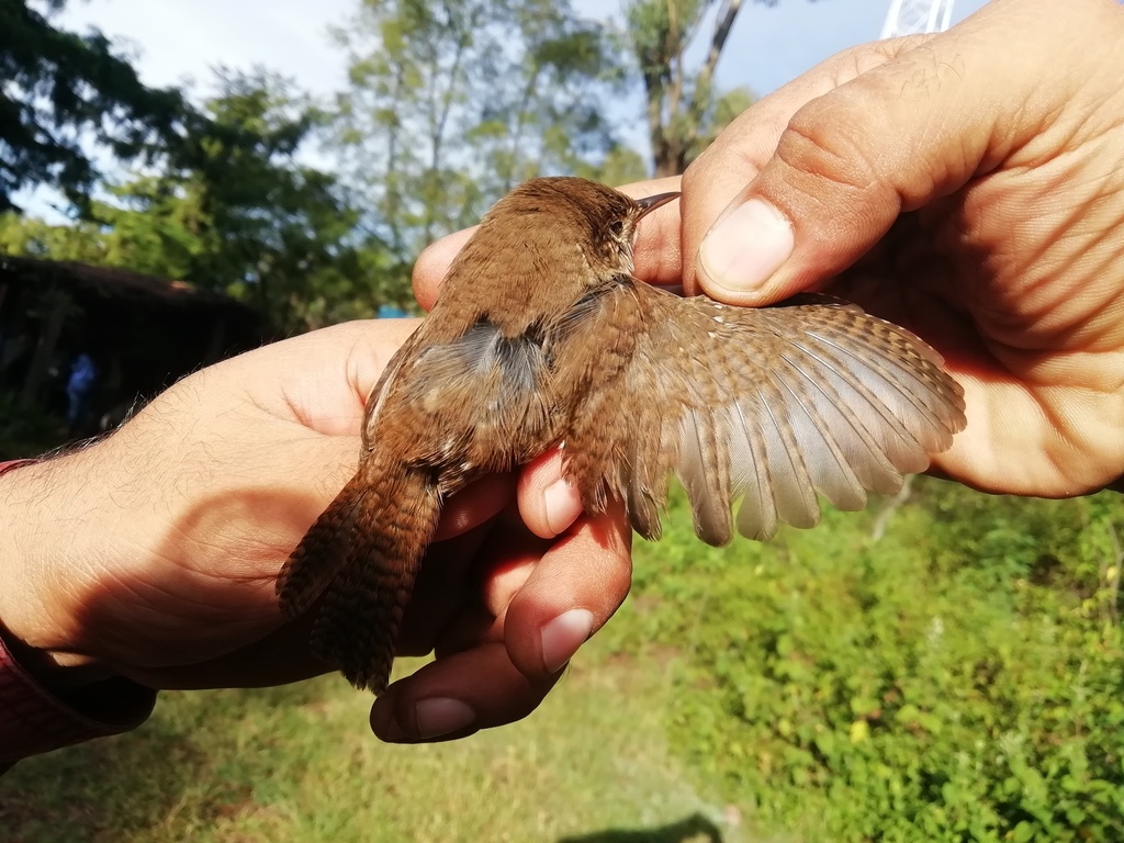 House Wren from Morelia, Mich., México on October 19, 2019 at 09:14 AM ...
