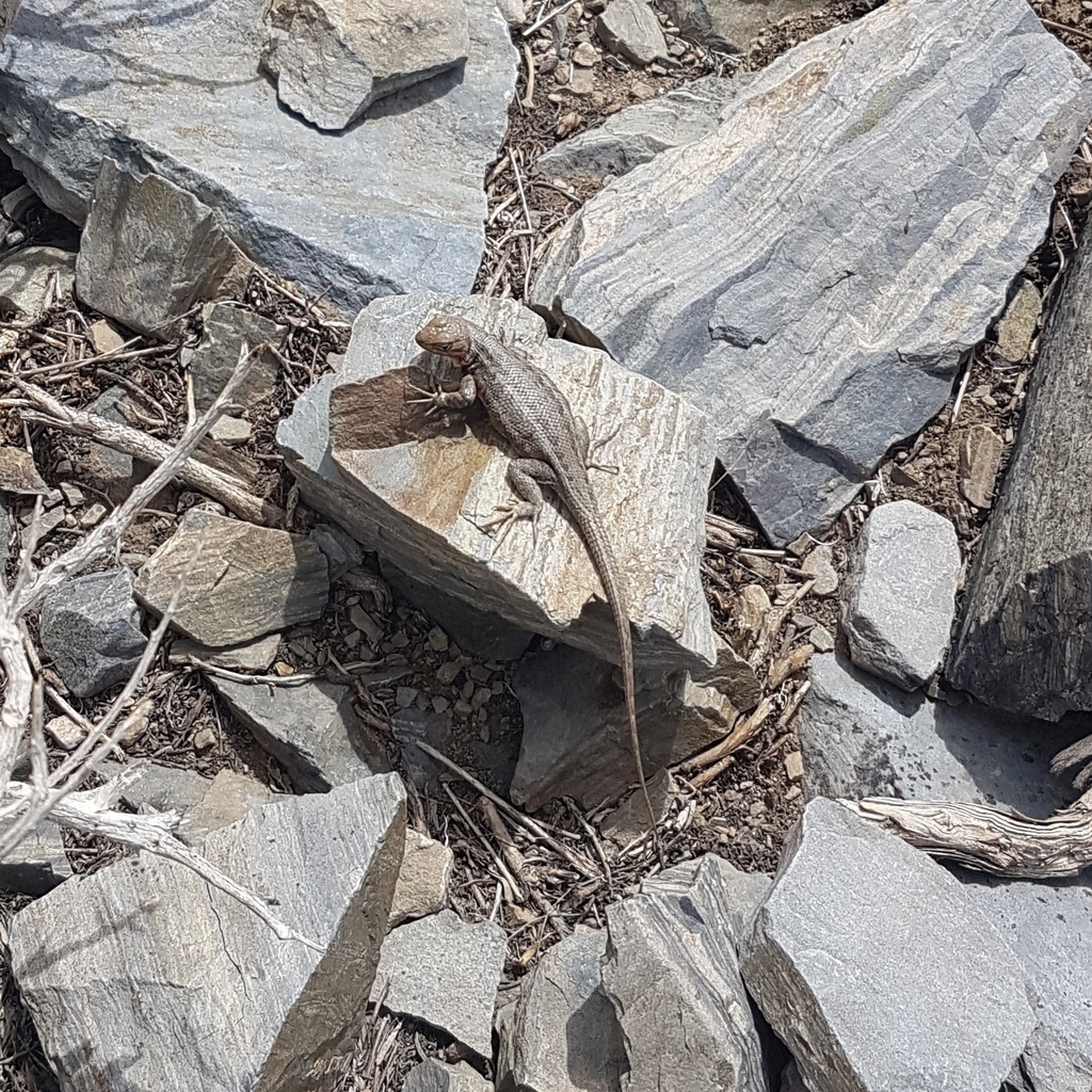 Common Sagebrush Lizard from Death Valley National Park, Death Valley ...