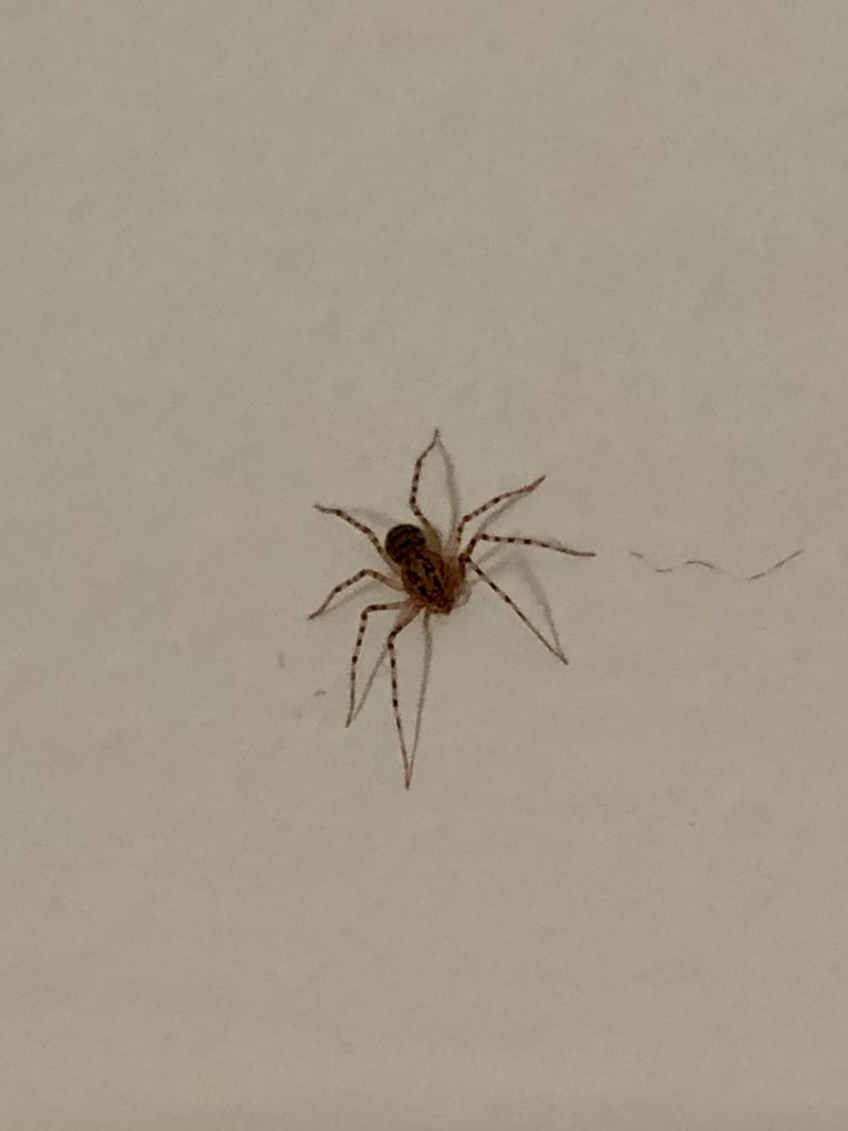 Common Spitting Spider from Main St, Dryden, MI, US on May 31, 2022 at ...