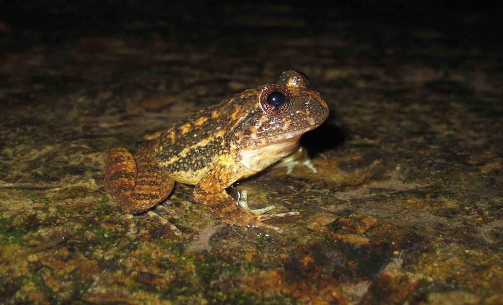 Lesser Spiny Frog from Mau Wu Shan, Hong Kong on June 18, 2015 by H.T ...