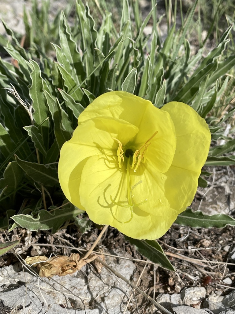 evening primroses, sundrops, and beeblossoms in May 2022 by christian ...