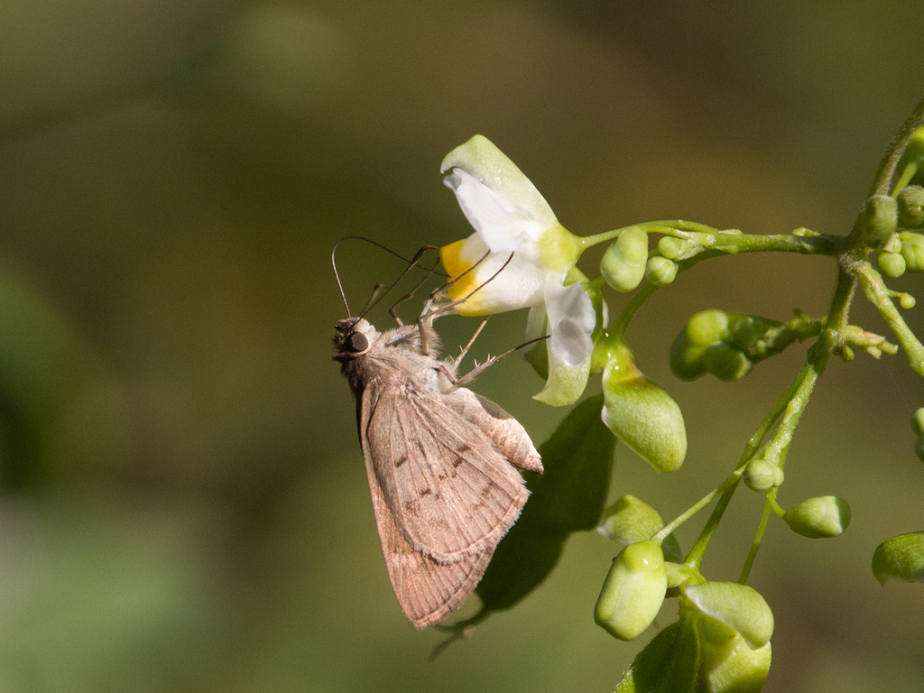 Cymaenes gisca from Jaboticabal - State of São Paulo, Brazil on May 31 ...