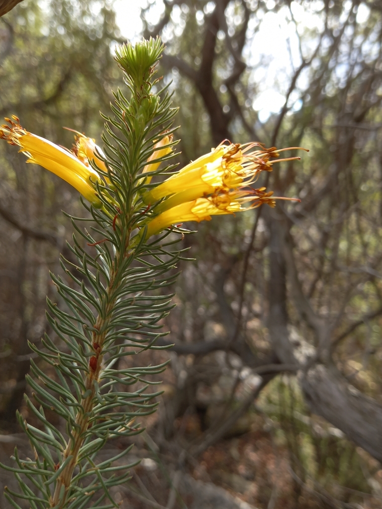 Golden Heath from Ceres, 6835, South Africa on May 28, 2022 at 01:27 PM ...