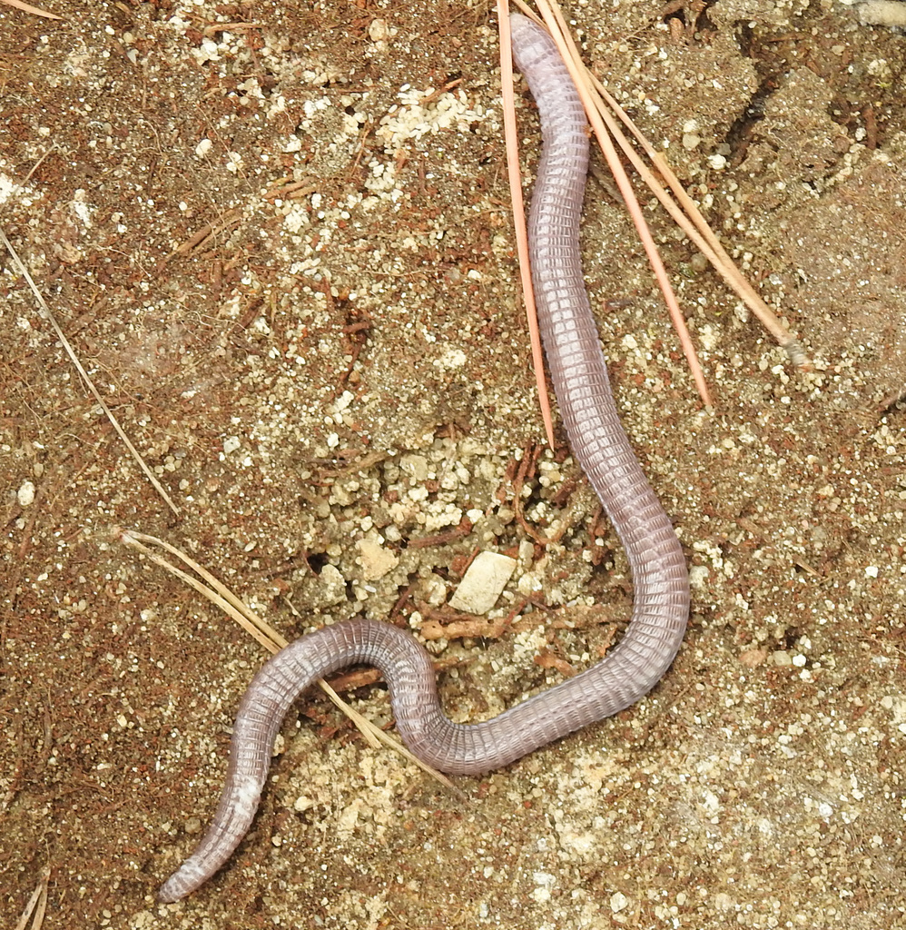Southwest Iberian Worm Lizard from Seixal, Setúbal, Portugal on May 30 ...