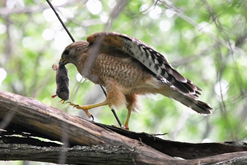 Moles and Desmans (Talpidae) - Know Your Mammals