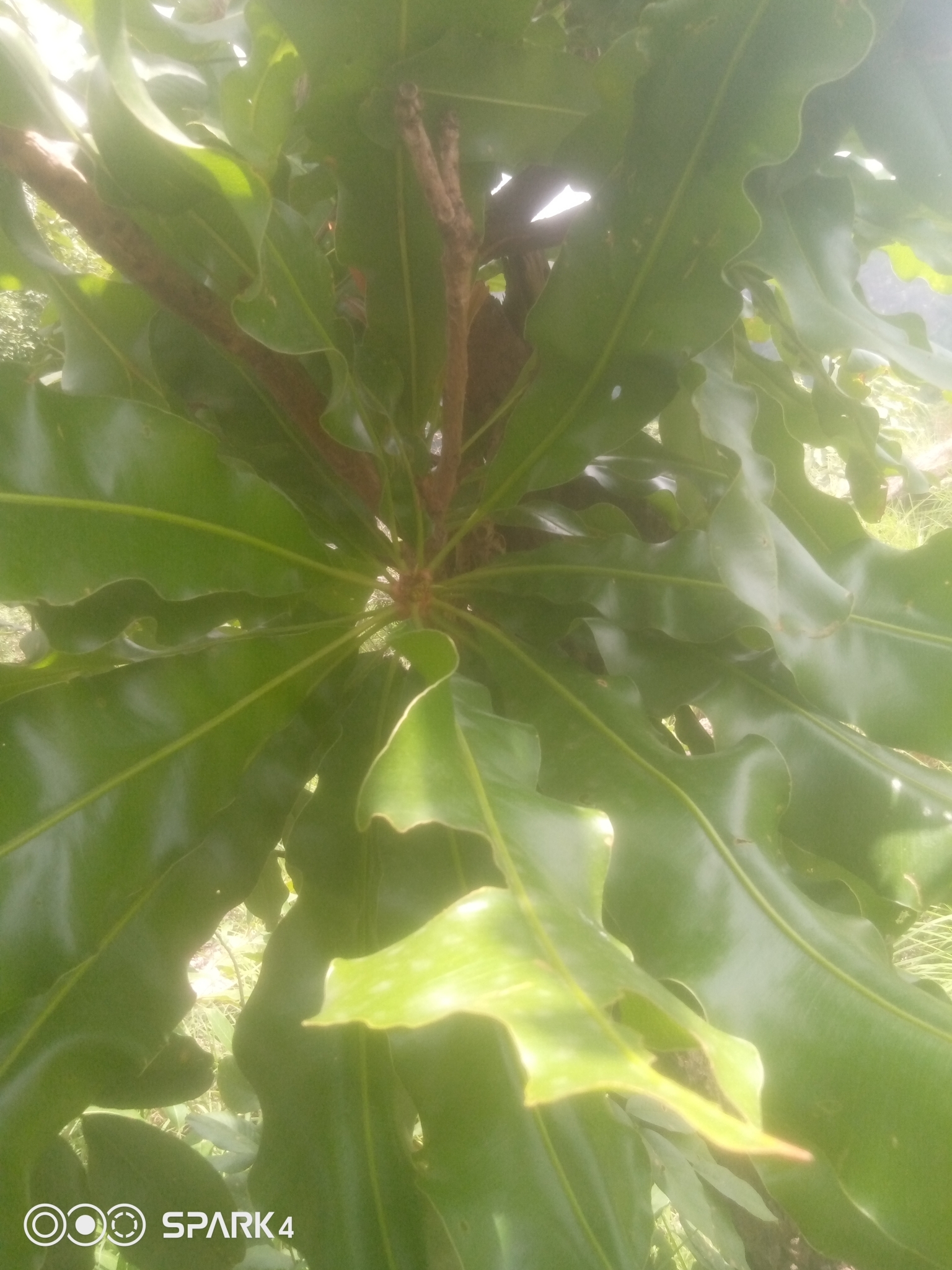 Vitellaria paradoxa C.F.Gaertn.