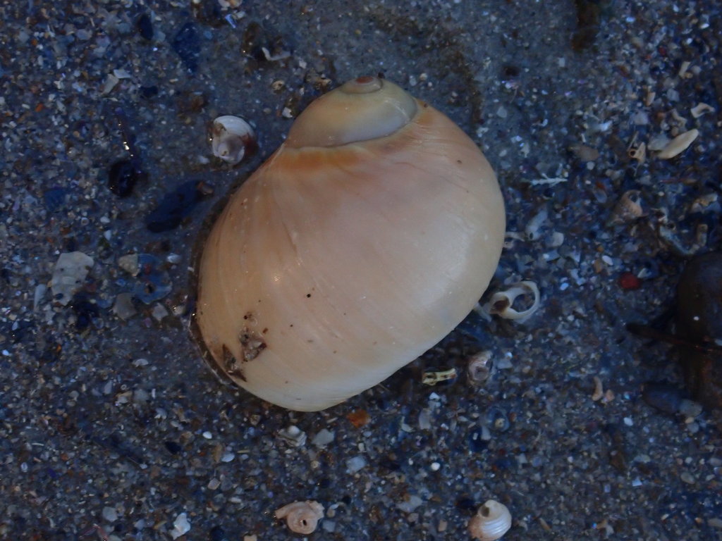 Bladder Moon Snail from Callala Bay NSW 2540, Australia on May 25, 2022 ...