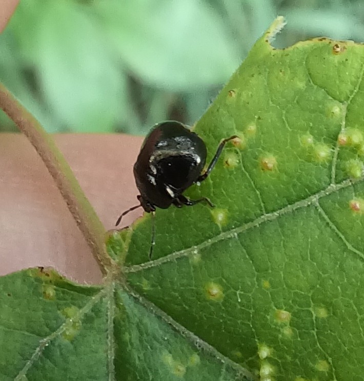 Coptosoma scutellatum (Geoffroy, 1785)