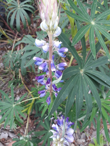 (Lupinus montanus subsp. glabrior)