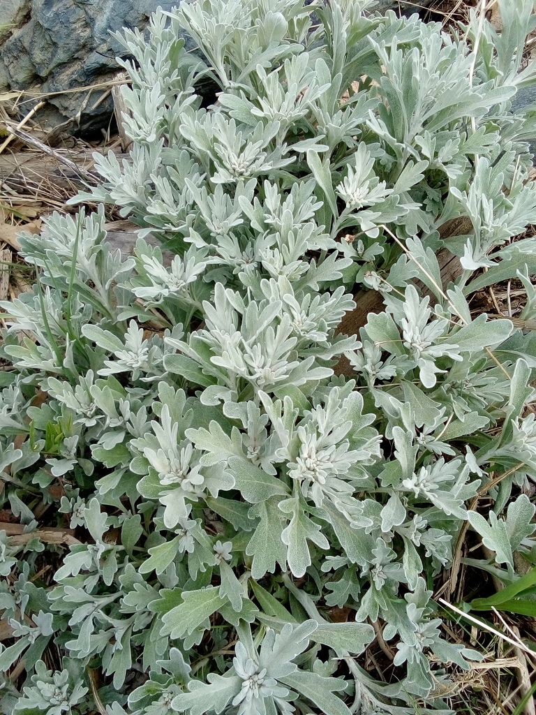 Hoary Mugwort from Miramichi, NB, Canada on May 31, 2022 at 03:45 PM by ...