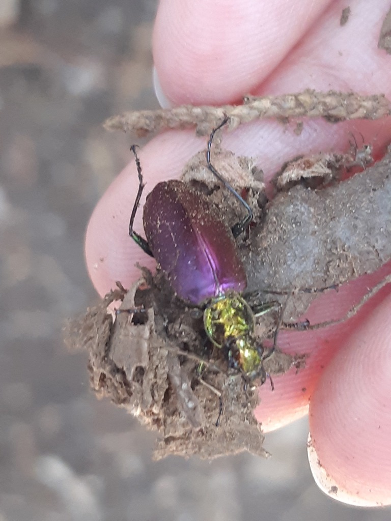 Platynini from Minatitlán, Col., México on May 28, 2022 at 11:00 AM by ...