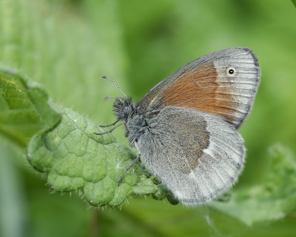 Common Ringlet in May 2022 by kristasessions · iNaturalist