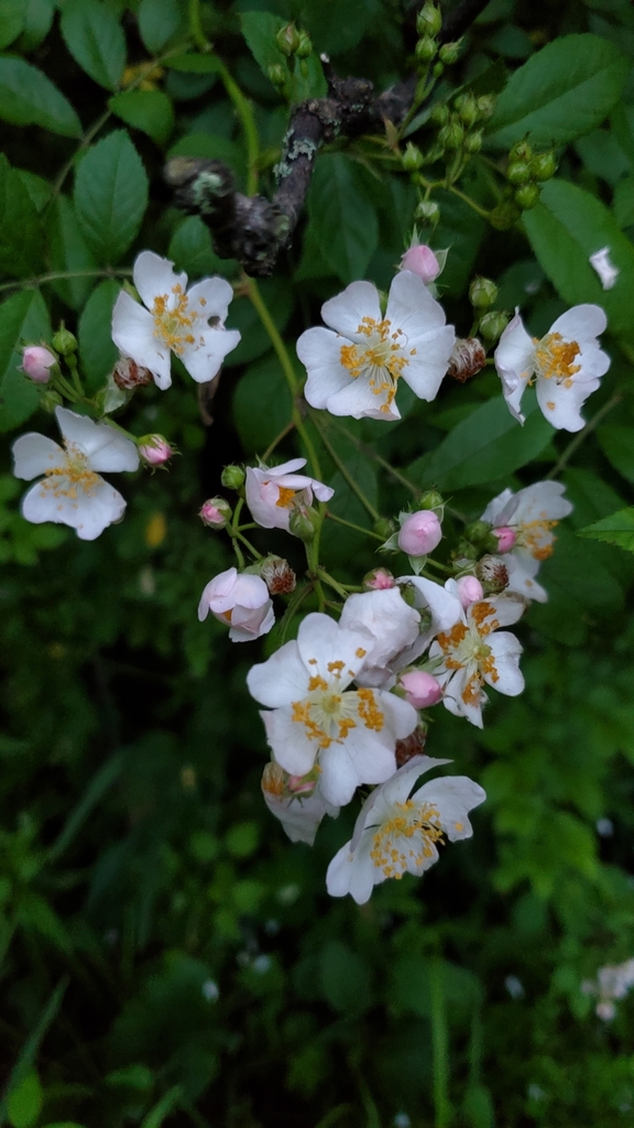multiflora rose in May 2022 by Phoenix. Lots throughout whole forest ...