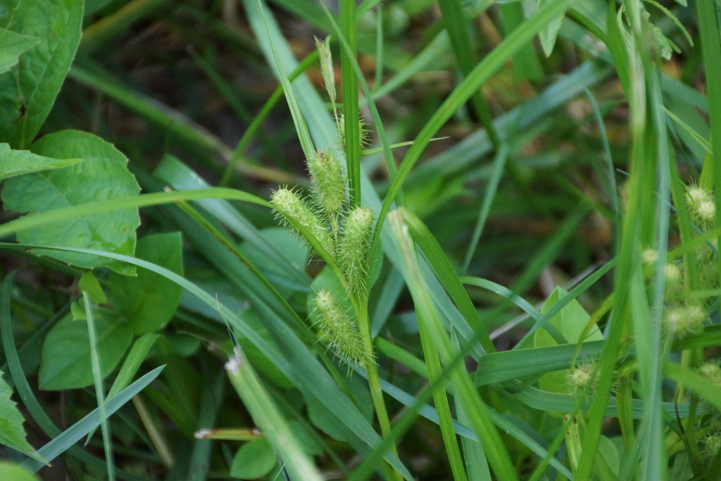 Frank's sedge from Beaufort County, NC, USA on May 30, 2022 at 11:15 AM ...