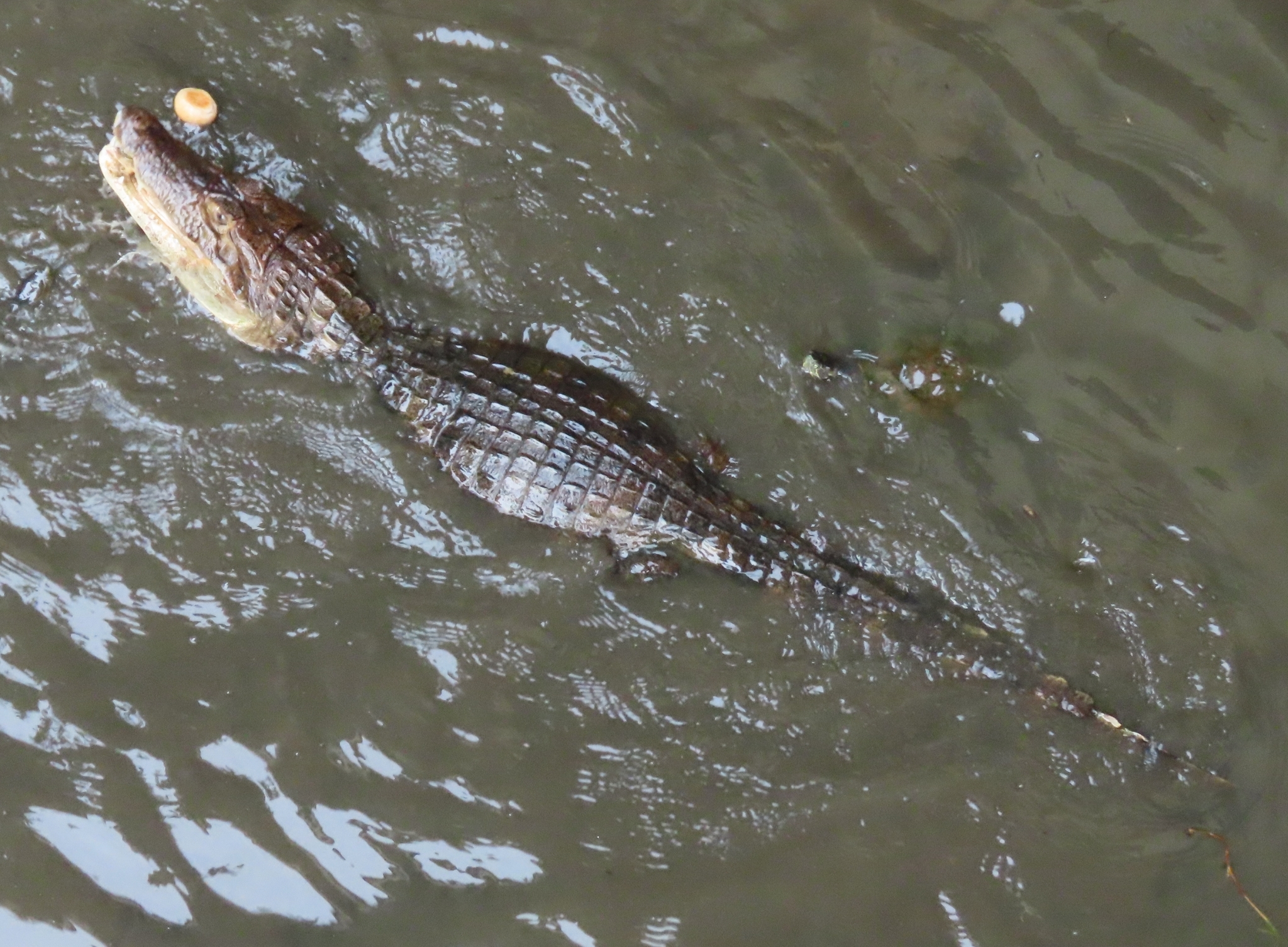 Caiman crocodilus fuscus (Cope, 1868)