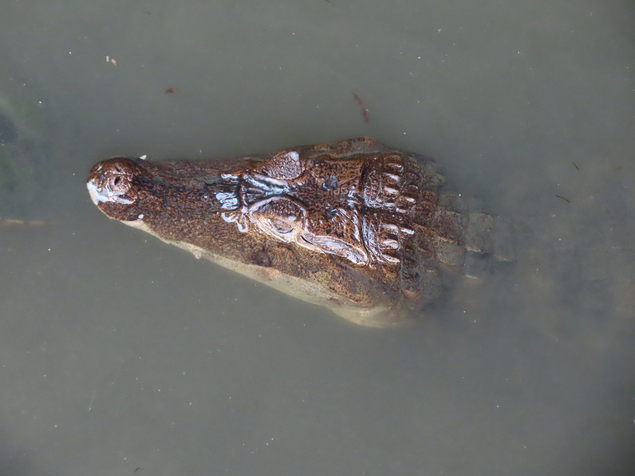 Caiman crocodilus fuscus (Cope, 1868)