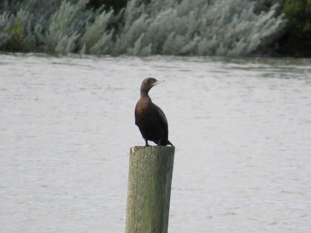 Little Black Cormorant from Melbourne VIC, Australia on May 31, 2022 at ...