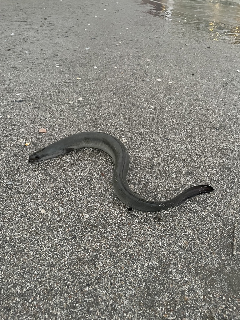 American Eel in March 2022 by marober61 · iNaturalist