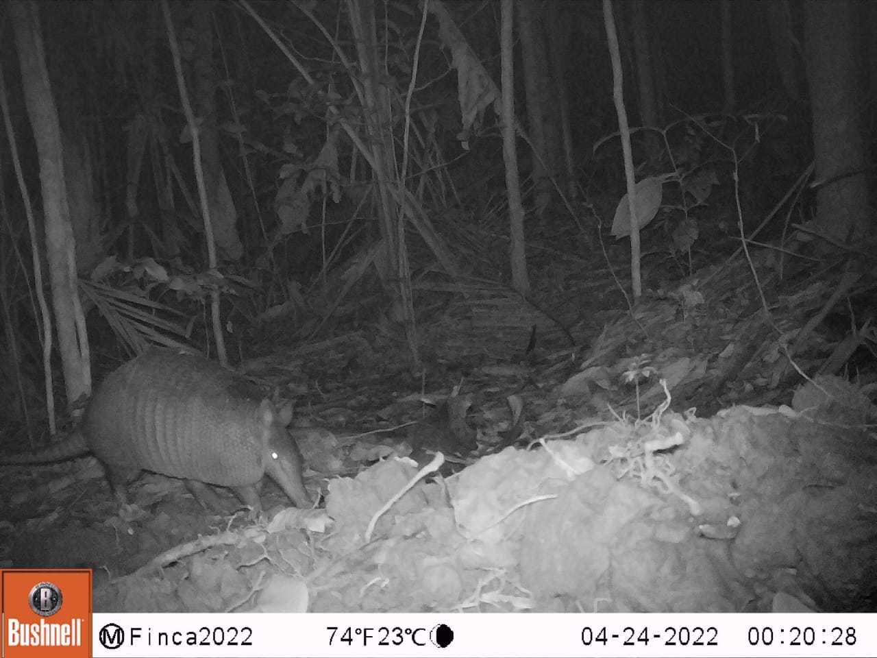 Dasypus kappleri Krauss, 1862