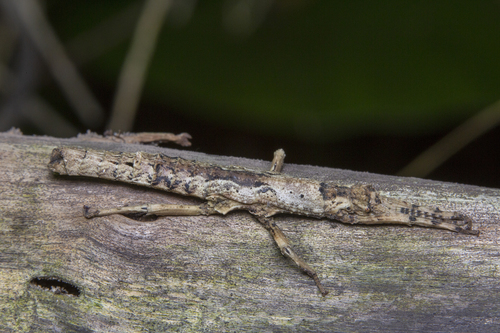 Genus Orestes · iNaturalist