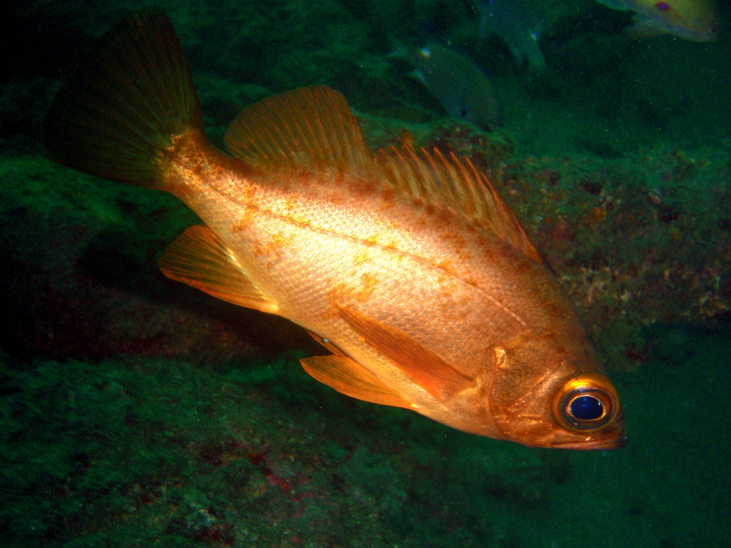 Rockfishes (Sebastes) - Marine Life Identification
