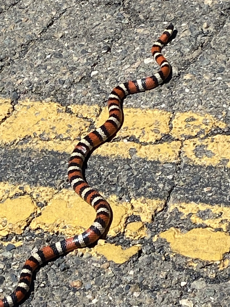 California Mountain Kingsnake in May 2022 by bhofsteen · iNaturalist