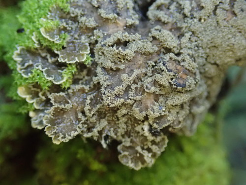 Leioderma amphibolum · iNaturalist
