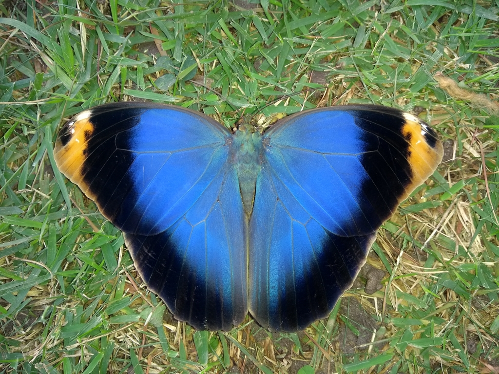 Purple Owl-Butterfly in June 2018 by nena_bergallo · iNaturalist
