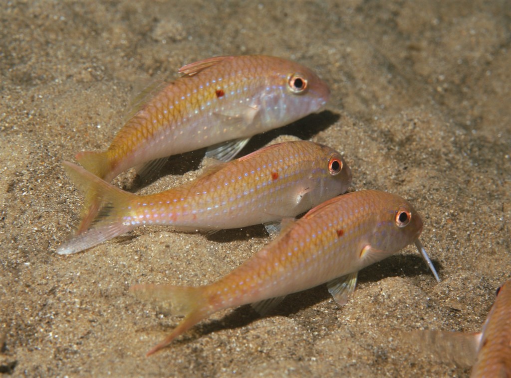 Cinnabar goatfish (Fishes of Cabbage Tree Bay Aquatic Reserve, Sydney ...