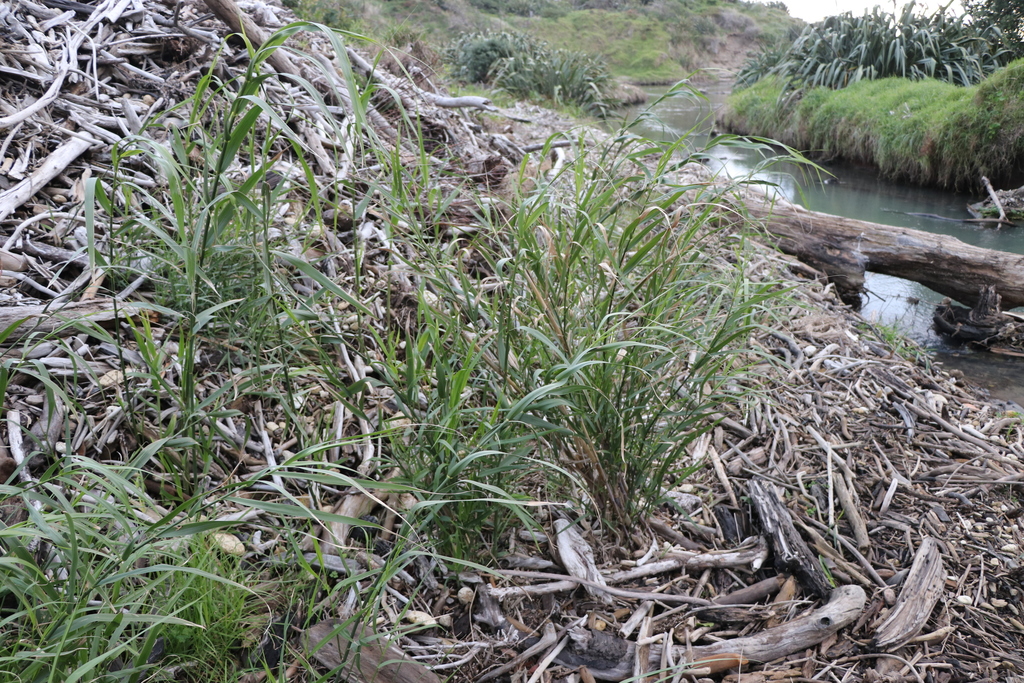 giant reed from Queen Elizabeth Park, Paraparaumu 5034, New Zealand on ...