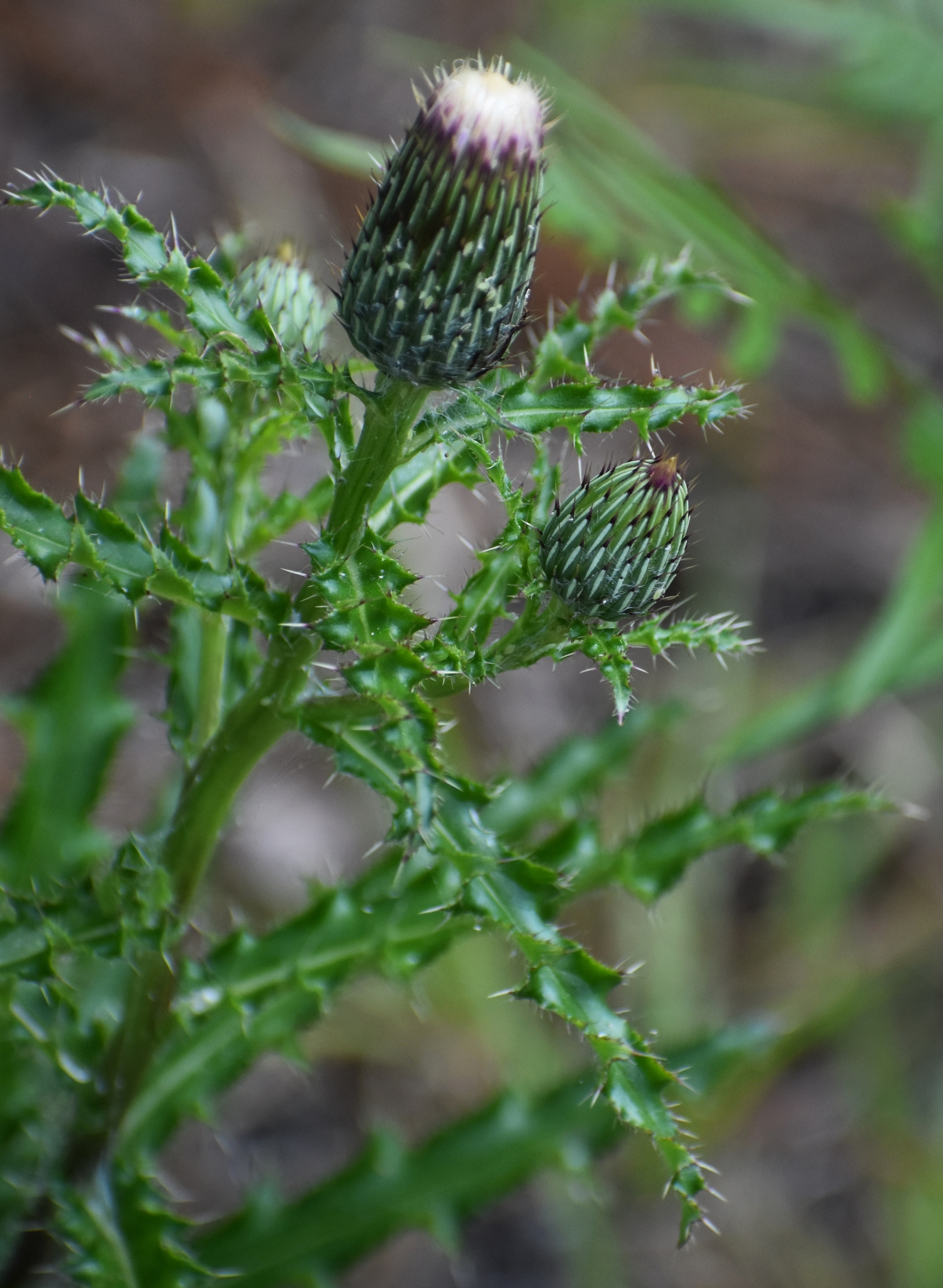 Cirsium repandum Michx.