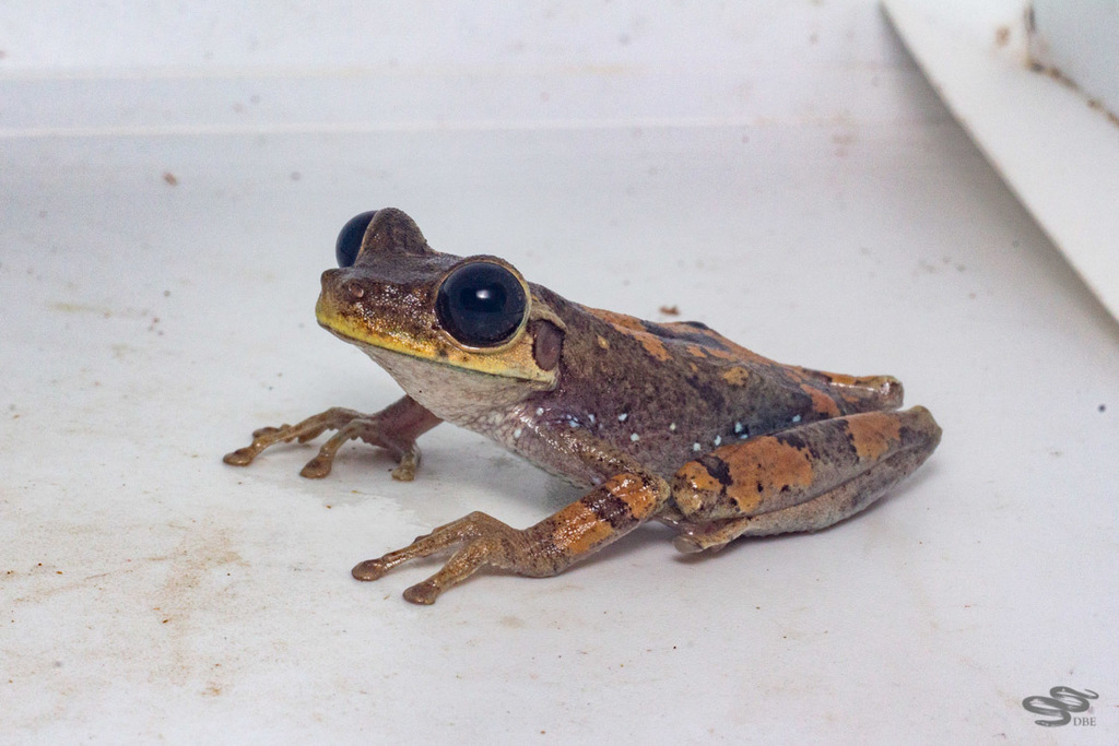 Heyer's Spiny-backed Frog from Leticia, Amazonas, Colombia on February ...