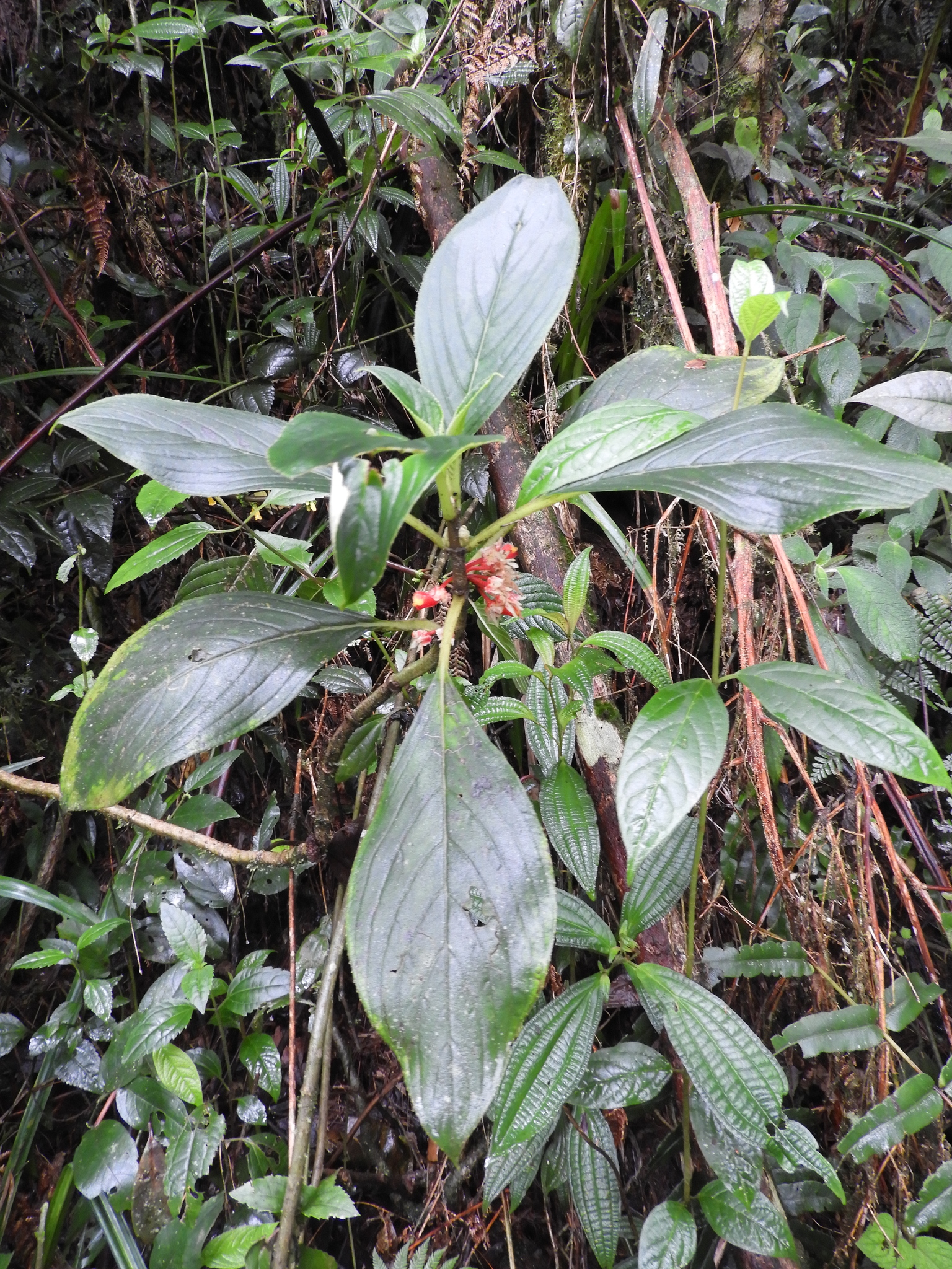 Glossoloma ichthyoderma (Hanst.) J.L.Clark