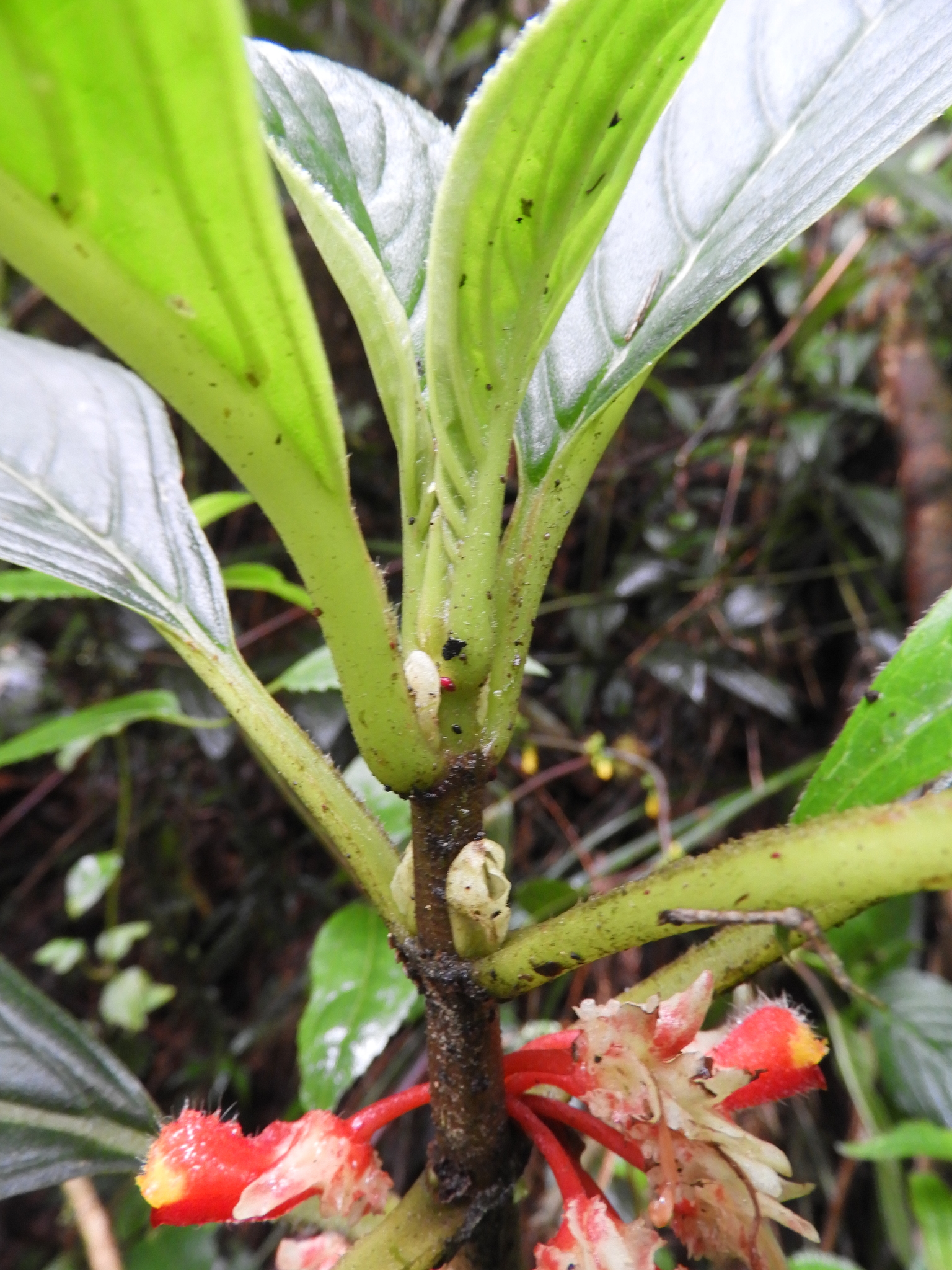 Glossoloma ichthyoderma (Hanst.) J.L.Clark