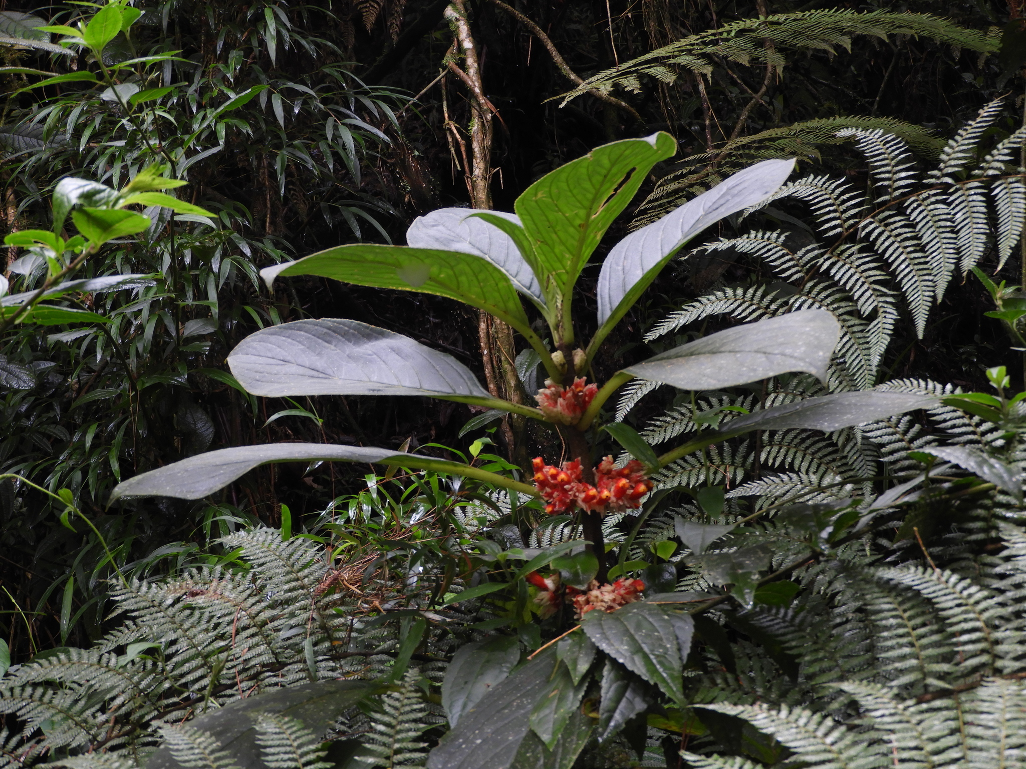 Glossoloma ichthyoderma (Hanst.) J.L.Clark