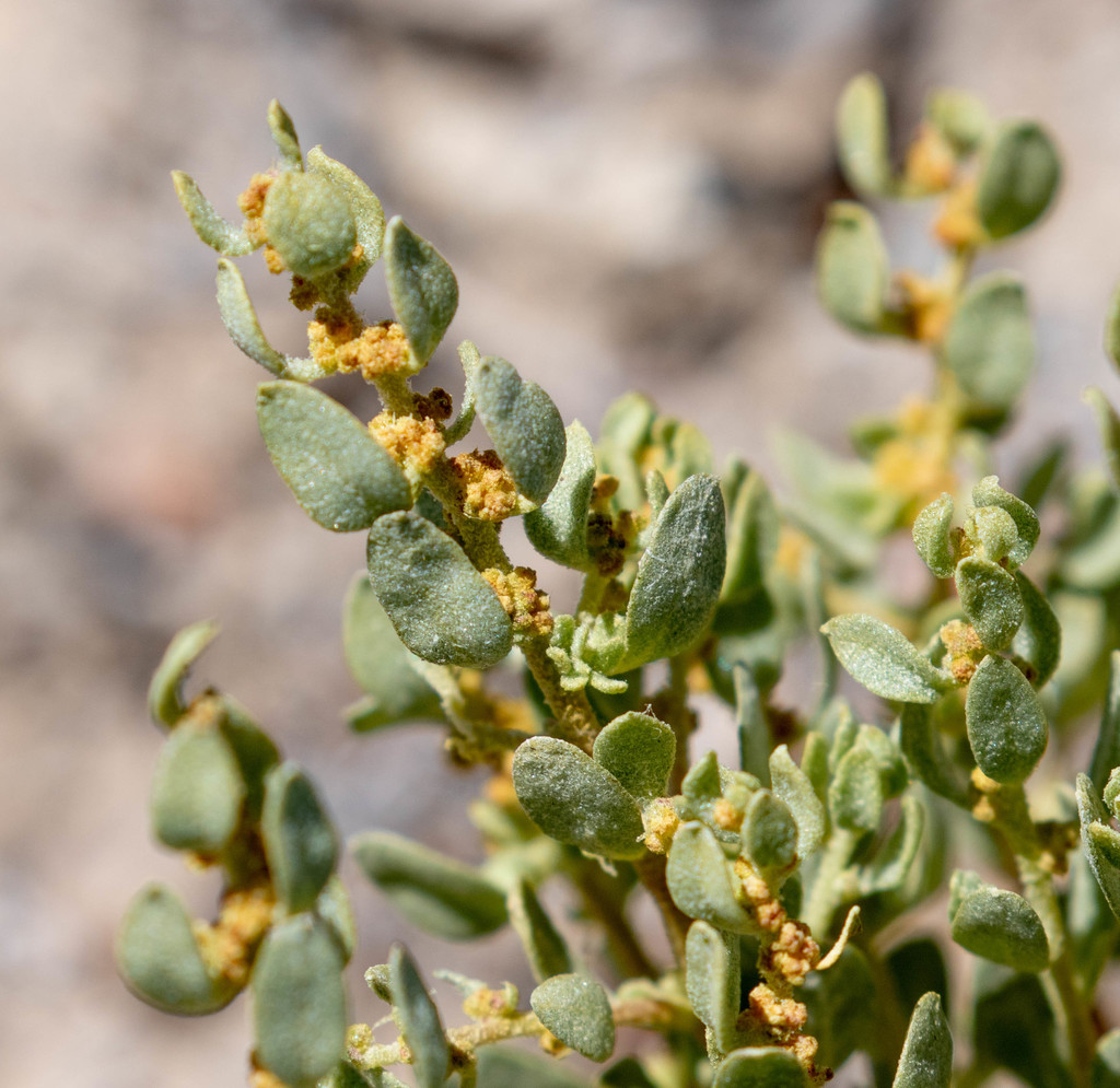 Shadscale Saltbush from Lander, Nevada, United States on May 24, 2022 ...