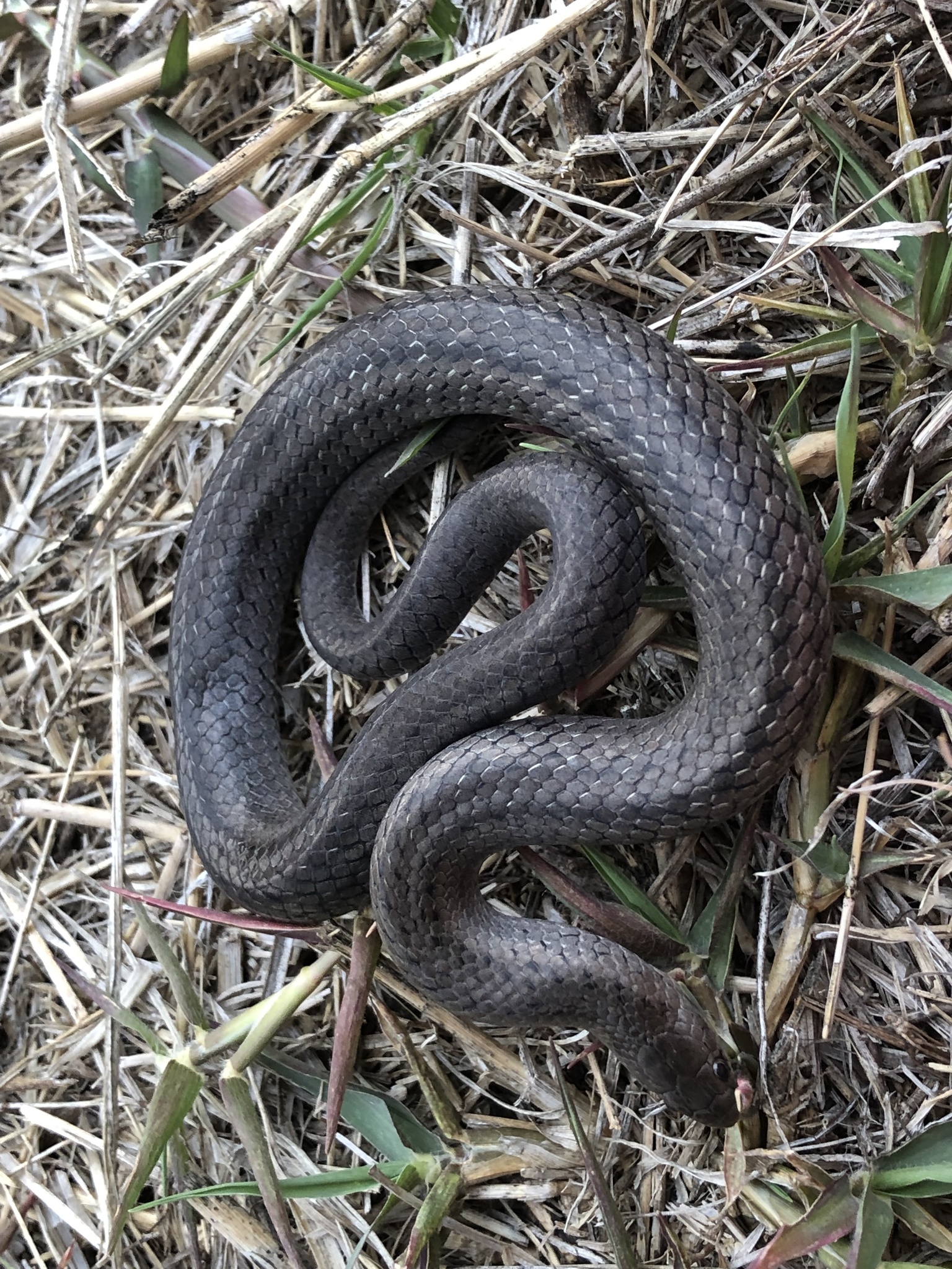Conopsis biserialis (Taylor & Smith, 1942)